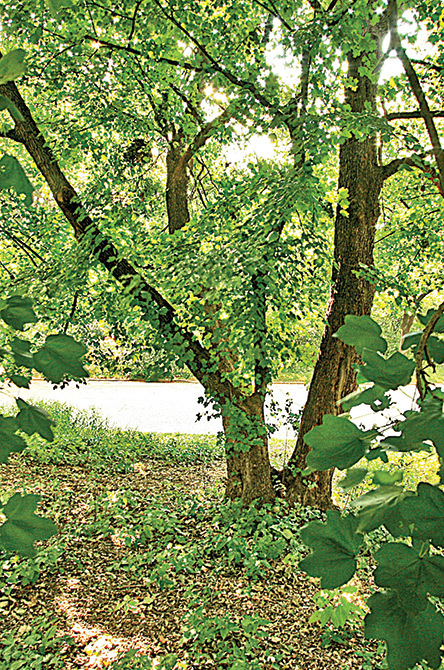 Hedge Maple - Central Park Conservancy