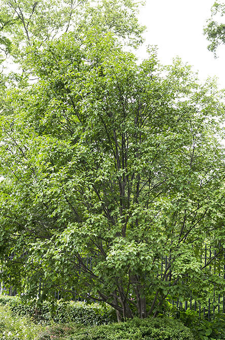 Japanese Stewartia - Central Park Conservancy