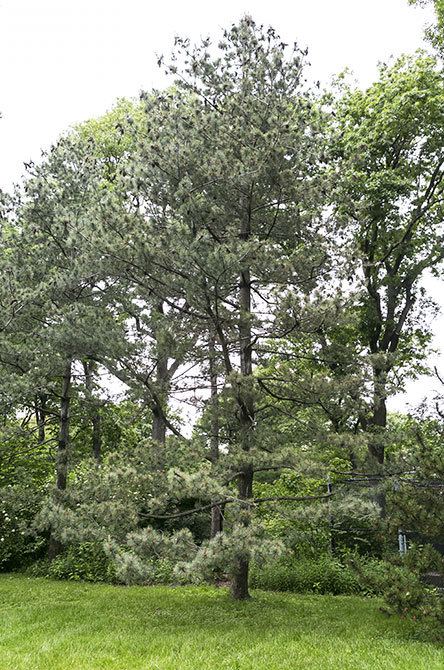 Limber Pine - Central Park Conservancy