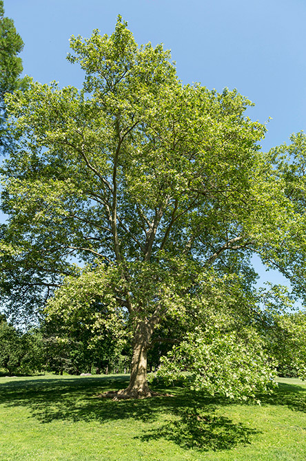 London Plane - Central Park Conservancy