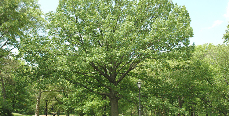 Northern Red Oak - Central Park Conservancy