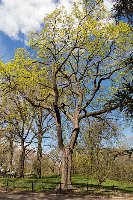 Norway Maple - Central Park Conservancy