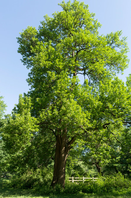 Osage Orange - Central Park Conservancy