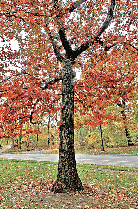 Scarlet Oak - Central Park Conservancy