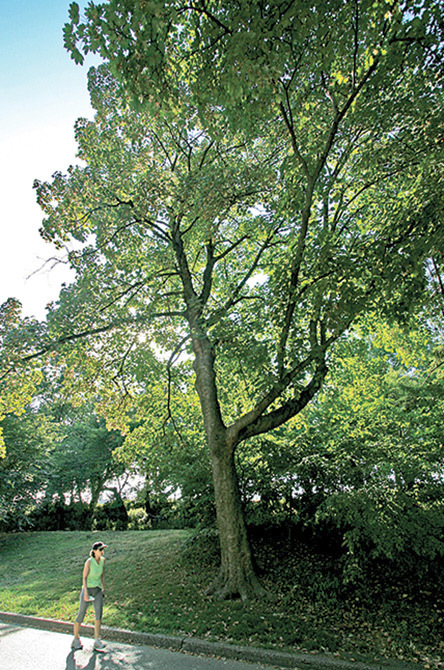 Sycamore Maple Central Park Conservancy
