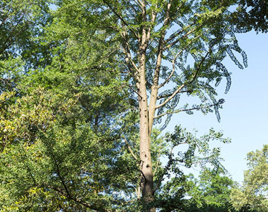 Ginkgo - Central Park Conservancy