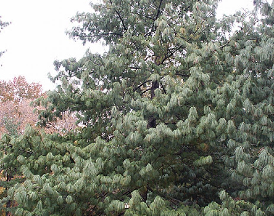 Himalayan Pine - Central Park Conservancy