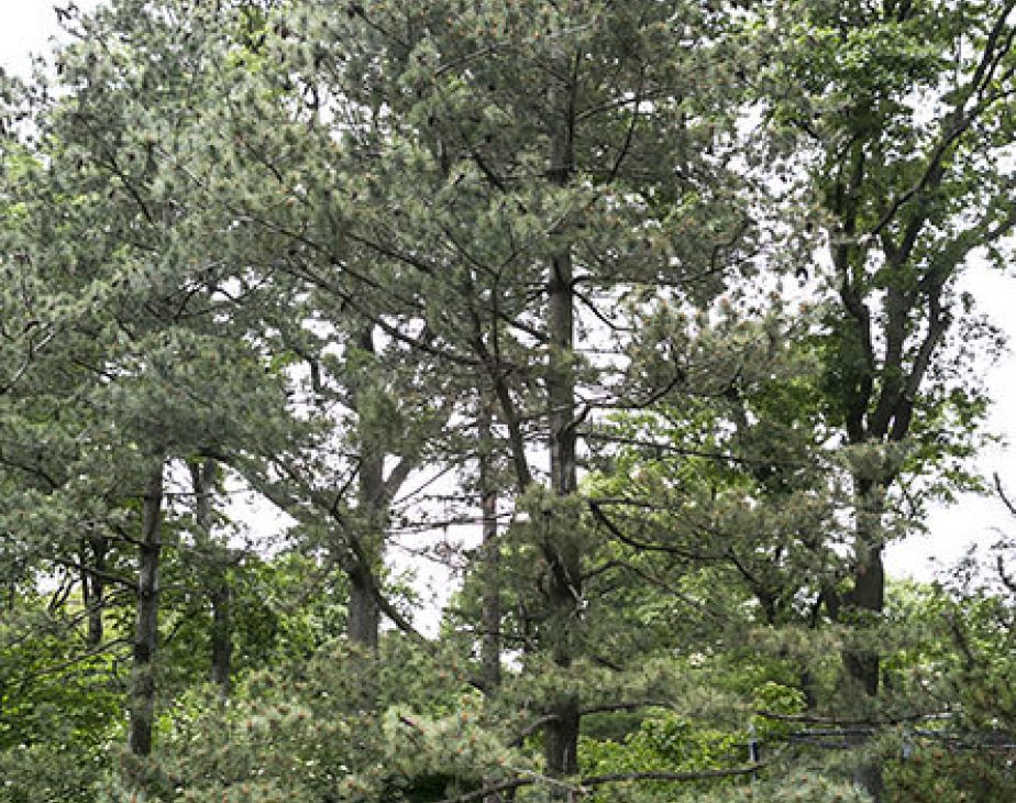 Limber Pine - Central Park Conservancy