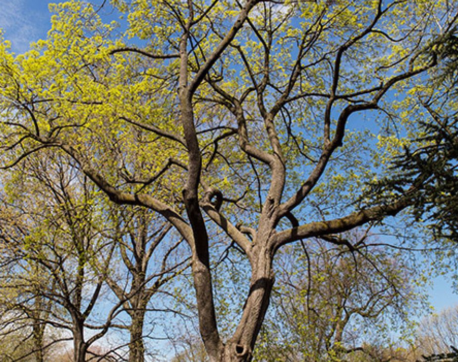 Norway Maple - Central Park Conservancy