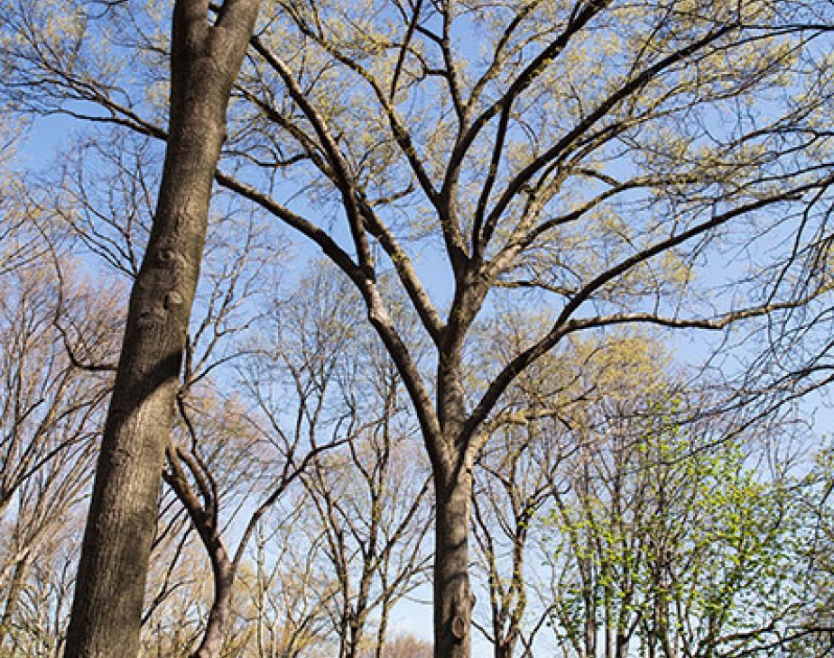 Pin Oak - Central Park Conservancy