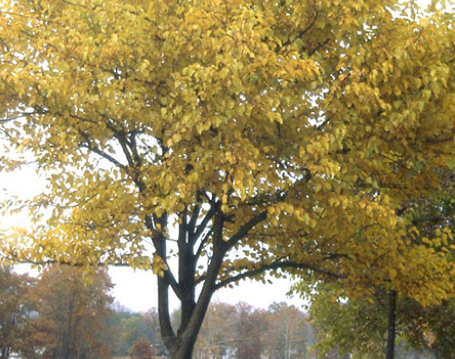 Red Mulberry - Central Park Conservancy