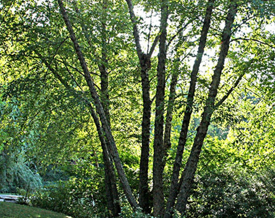 River Birch - Central Park Conservancy