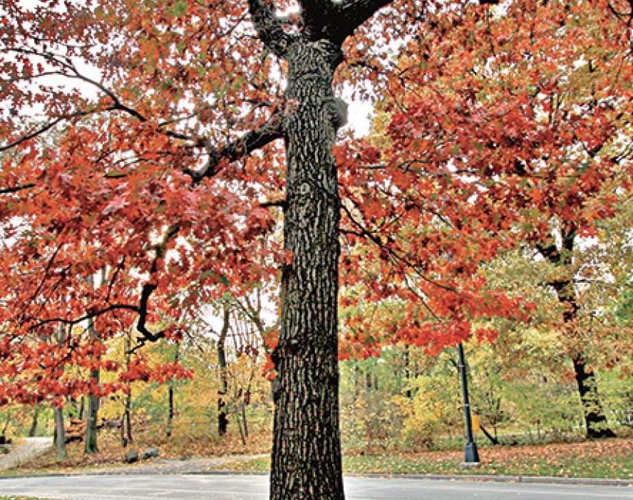 Scarlet Oak - Central Park Conservancy