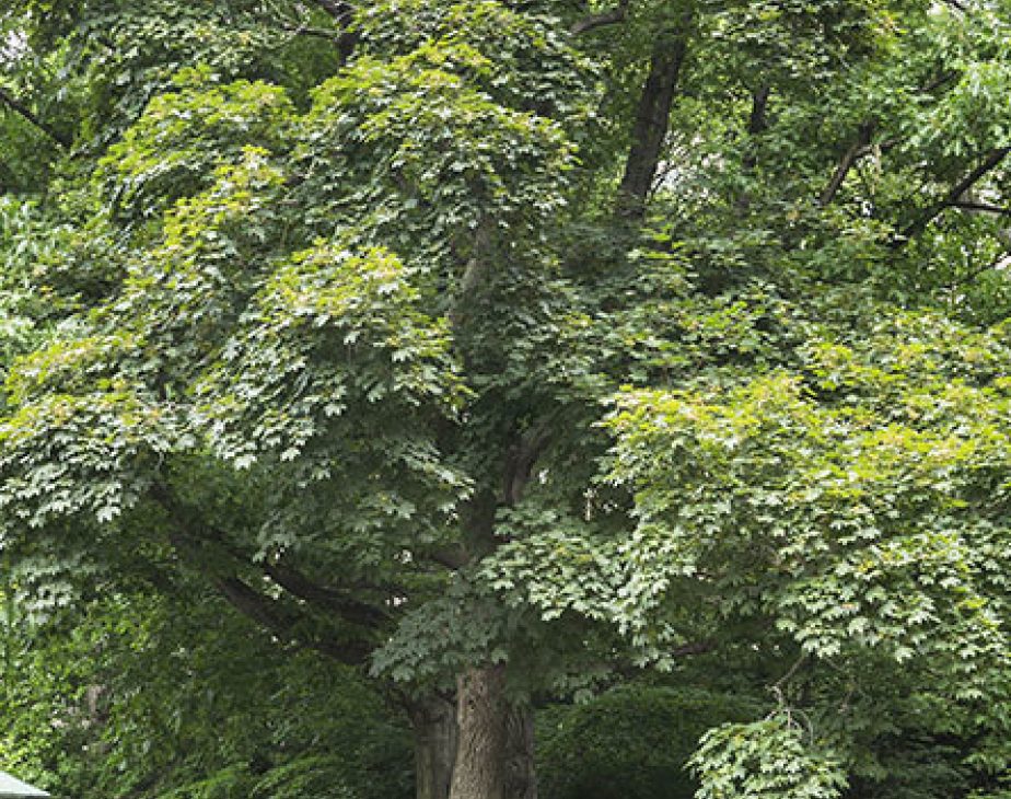 Schwedler Norway Maple - Central Park Conservancy