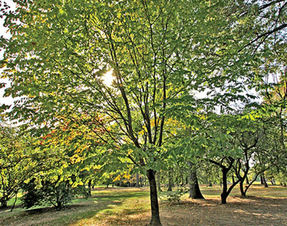 American Yellowwood - Central Park Conservancy