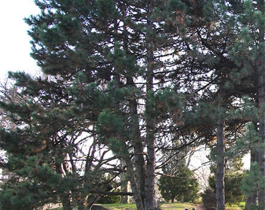 Austrian Pine - Central Park Conservancy