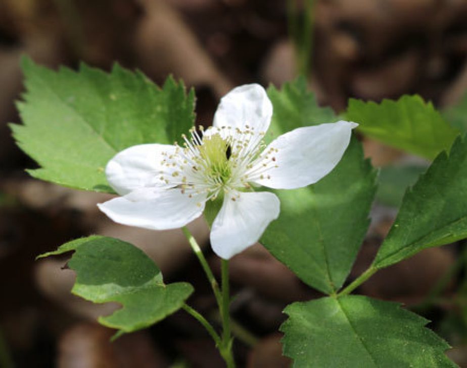 Black Raspberry - Central Park Conservancy