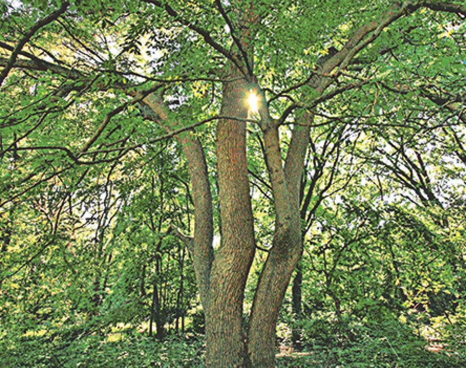 Black Tupelo - Central Park Conservancy