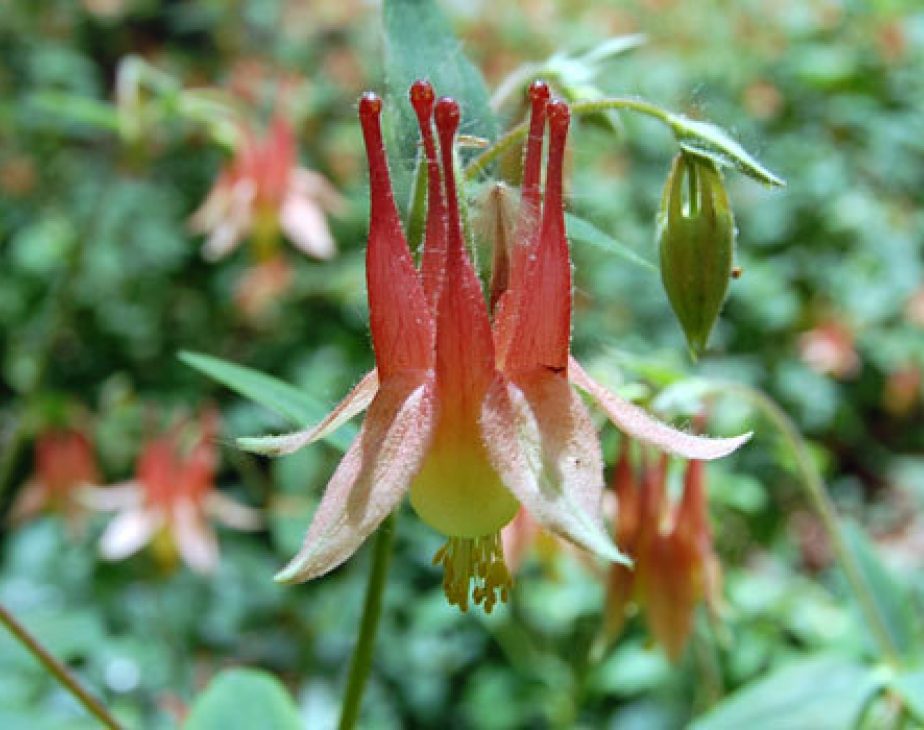 Columbine - Central Park Conservancy
