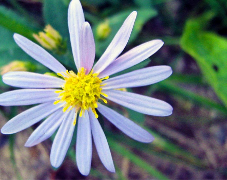 Blue Wood Aster - Central Park Conservancy