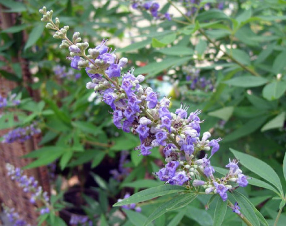 Chaste Tree - Central Park Conservancy