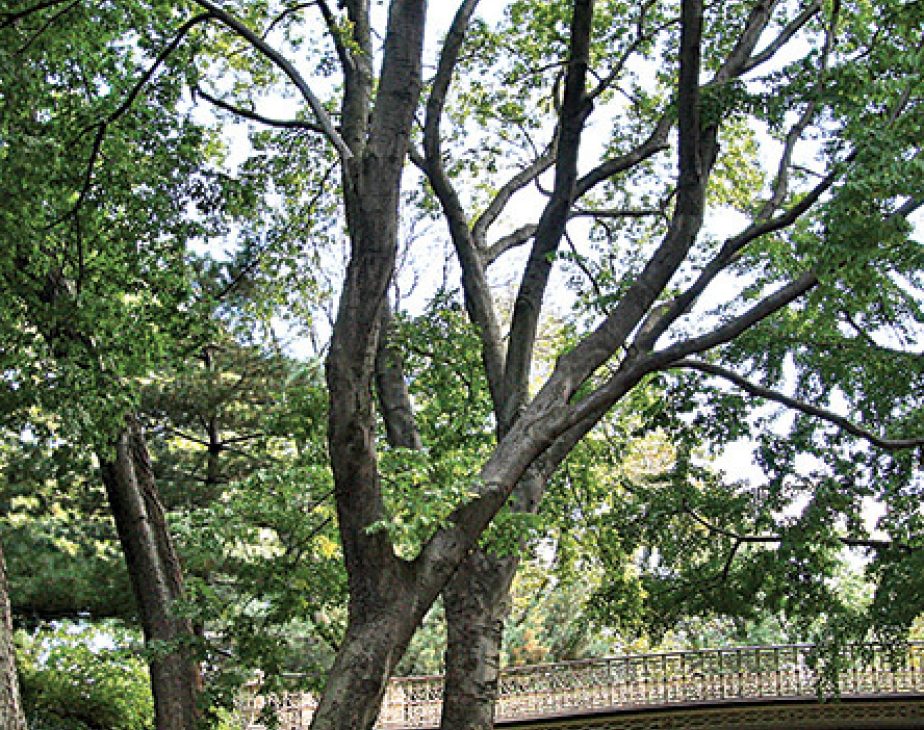 Common Hackberry - Central Park Conservancy