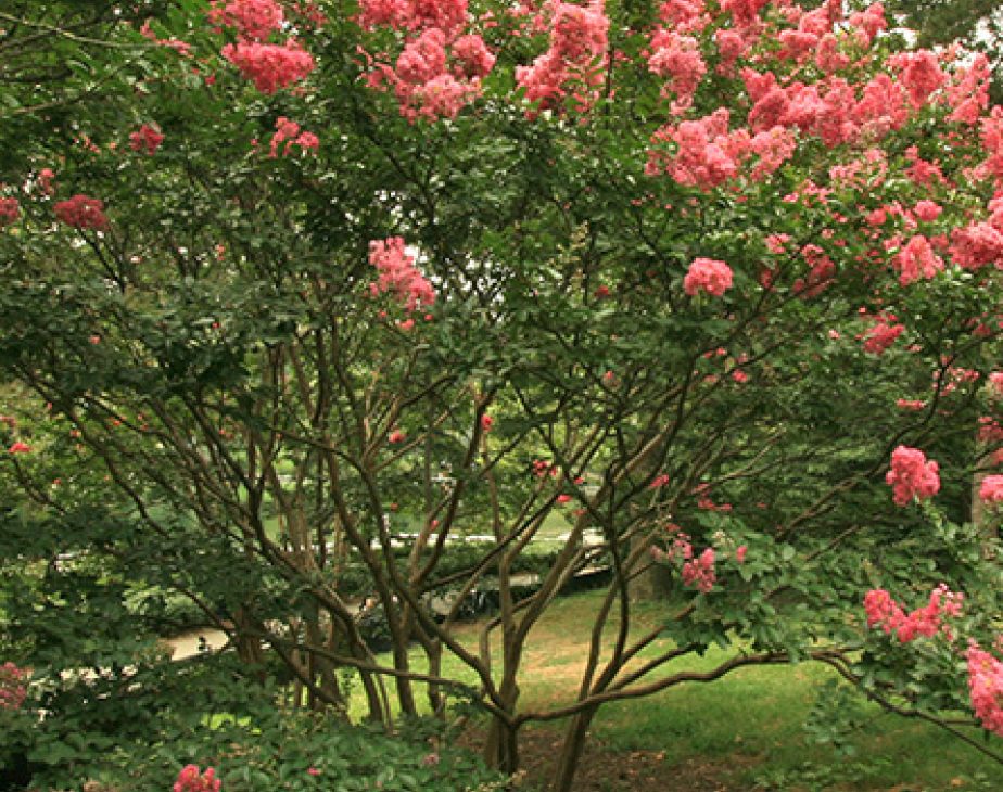 Crape Myrtle - Central Park Conservancy