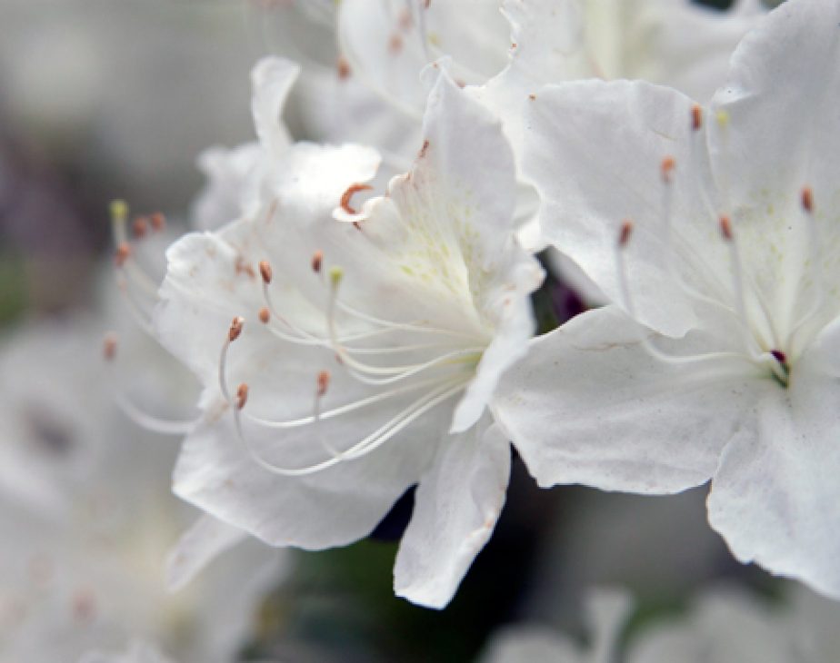 Delaware Valley White Azalea - Central Park Conservancy