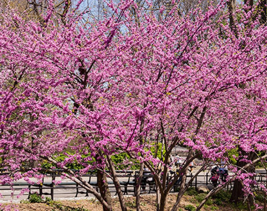 Eastern Redbud - Central Park Conservancy