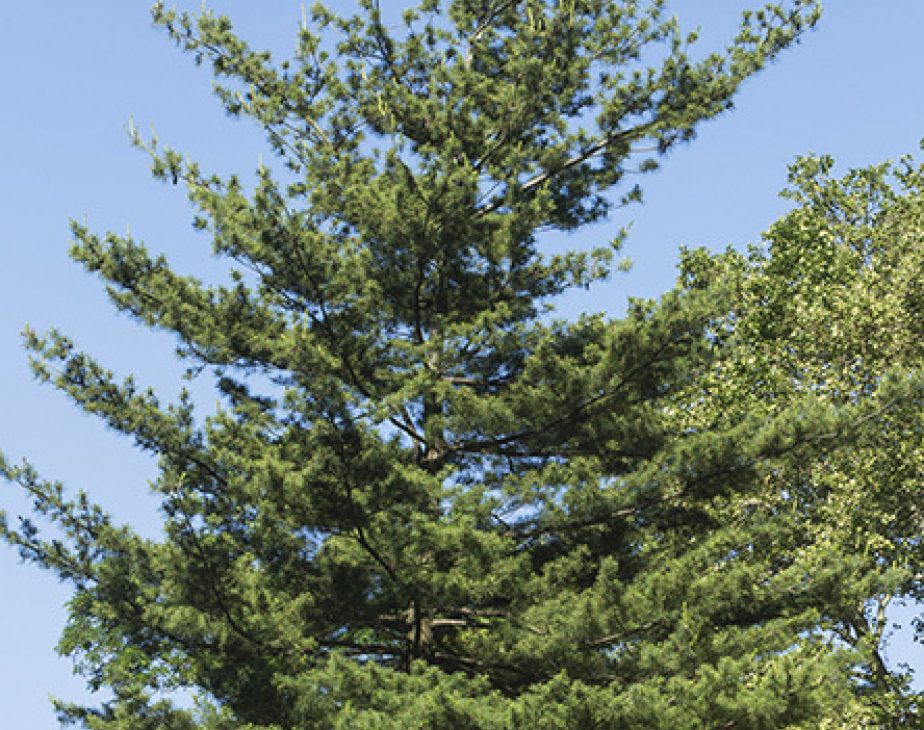 Eastern White Pine - Central Park Conservancy