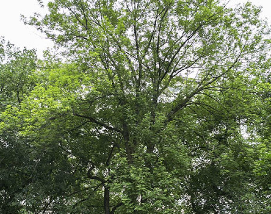 European Ash - Central Park Conservancy