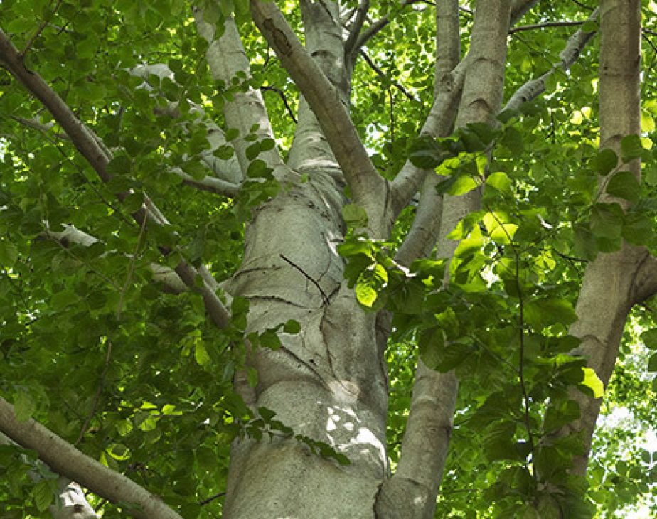 European Beech - Central Park Conservancy