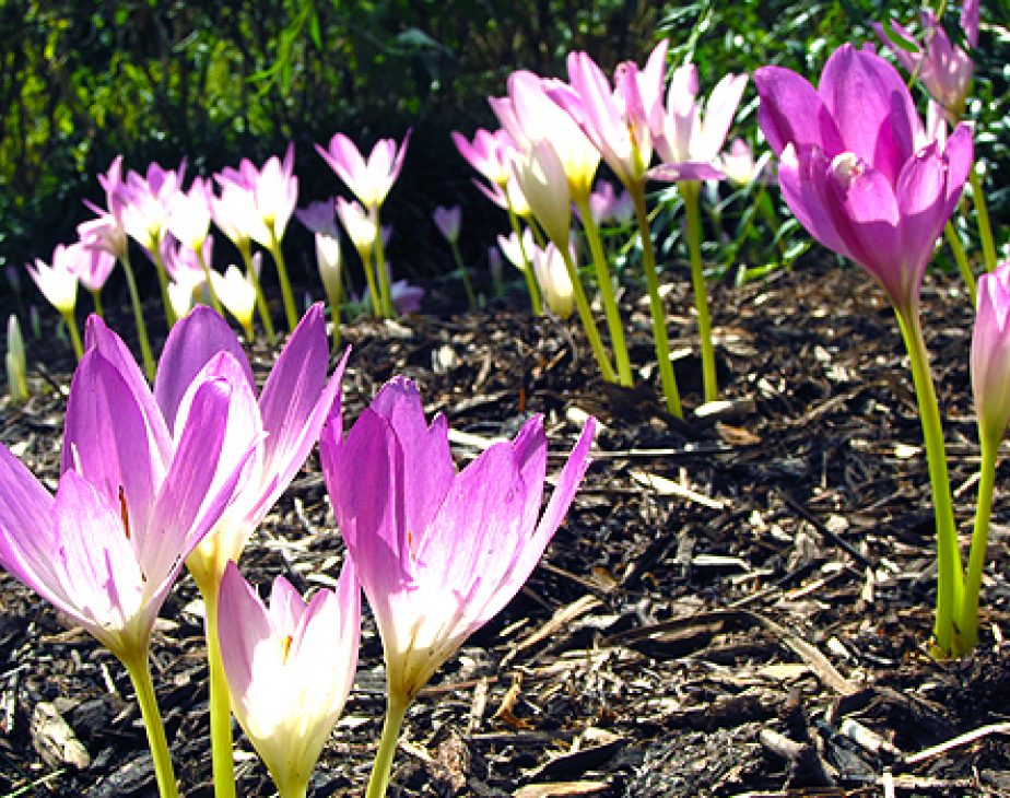 Fall Crocus - Central Park Conservancy