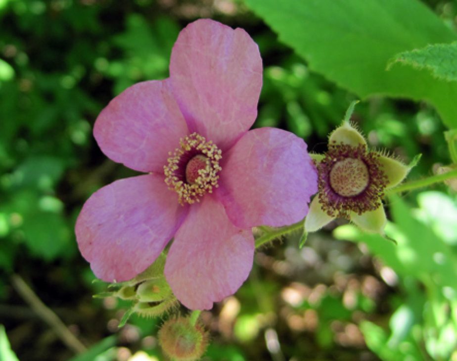 Flowering Raspberry - Central Park Conservancy