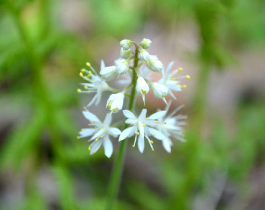 Heartleaf Foamflower - Central Park Conservancy