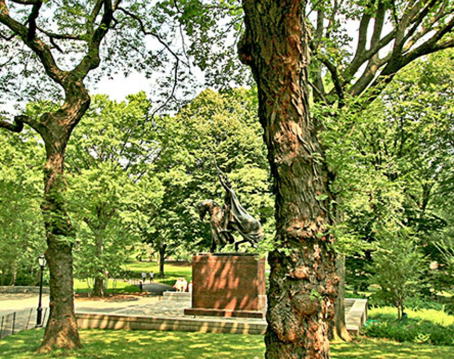 Honey Locust - Central Park Conservancy