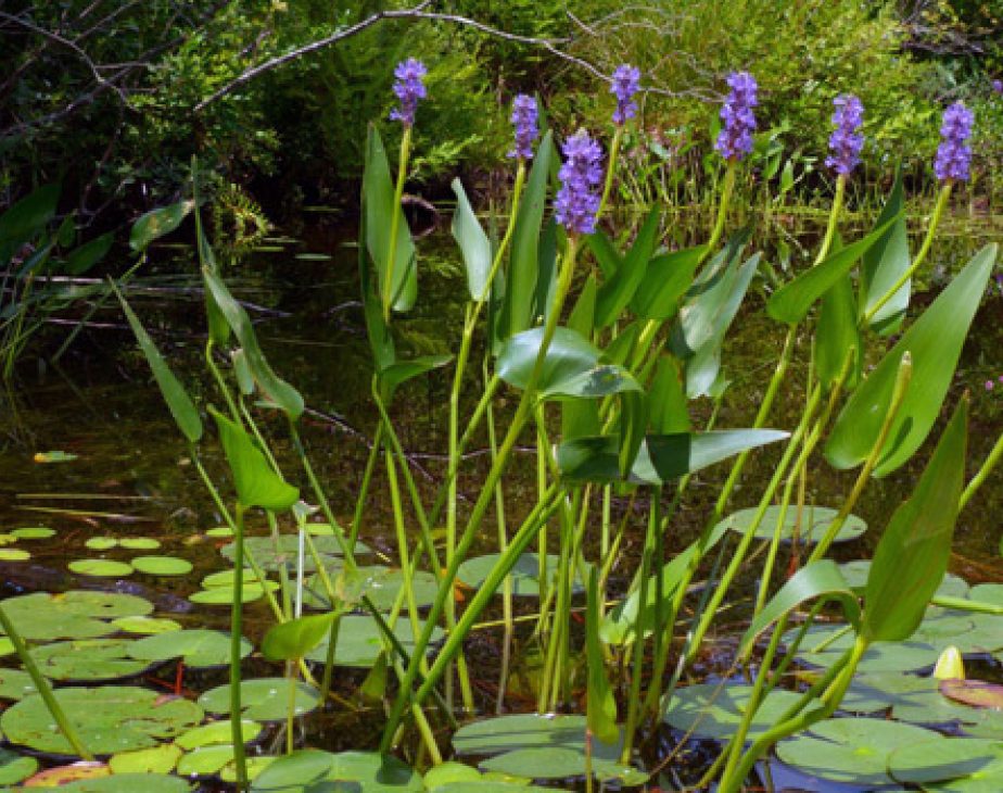 Pickerelweed - Central Park Conservancy