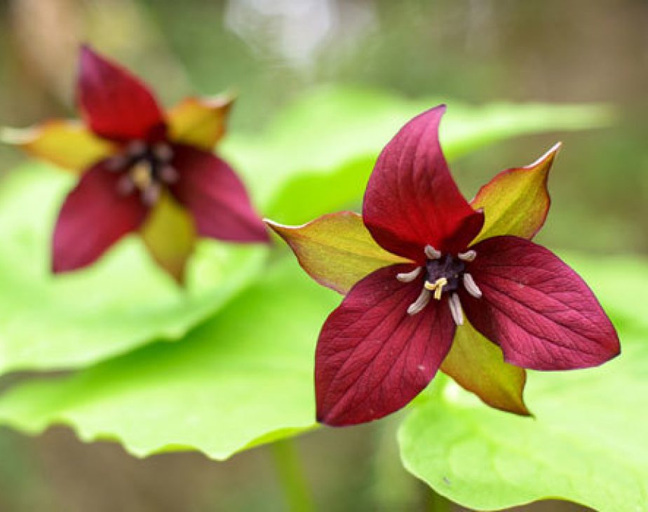 Red Trillium - Central Park Conservancy