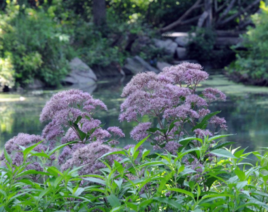 Swamp Milkweed - Central Park Conservancy