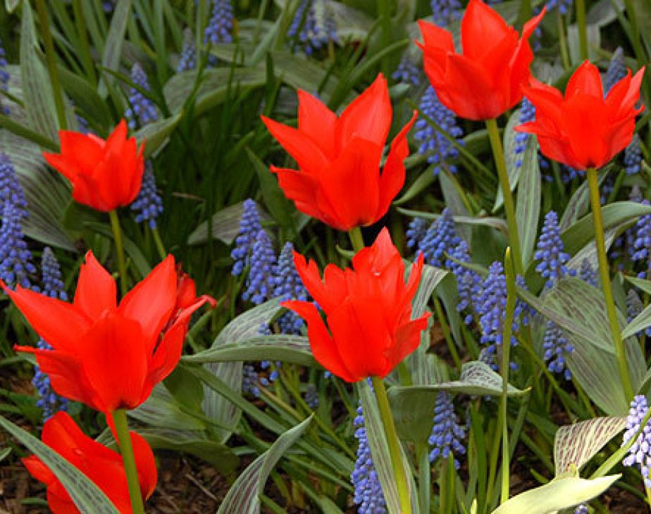 Tulip - Central Park Conservancy
