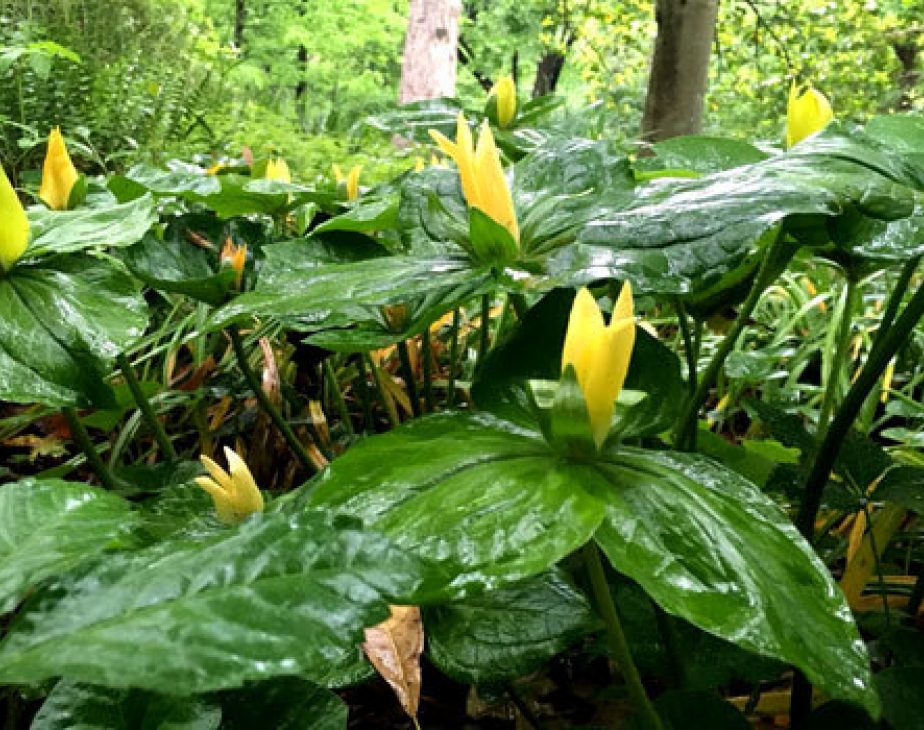 Yellow Trillium - Central Park Conservancy