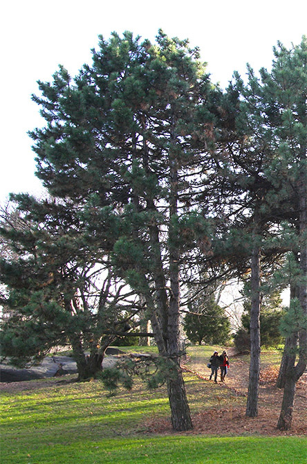 Austrian Pine - Central Park Conservancy