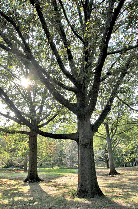 Black Oak - Central Park Conservancy