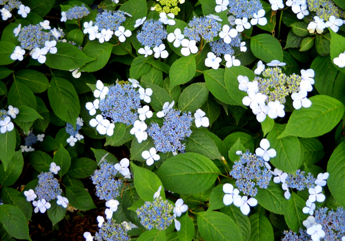 Blue Lacecap Hydrangea - Central Park Conservancy