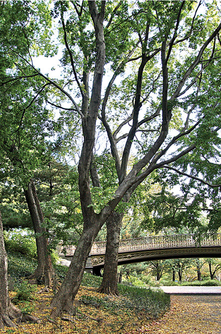 Common Hackberry - Central Park Conservancy