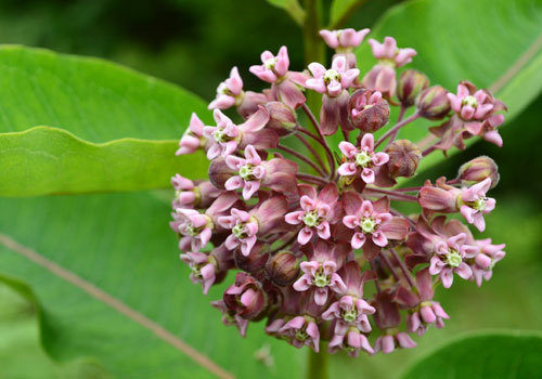 Common Milkweed - Central Park Conservancy