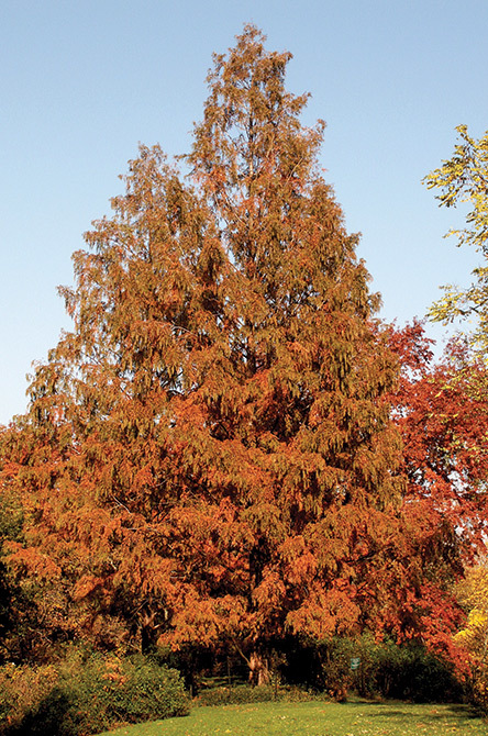 Dawn Redwood - Central Park Conservancy