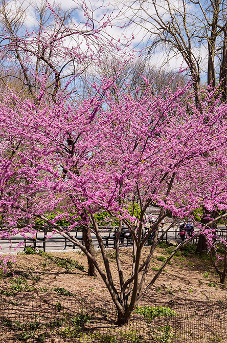 Eastern Redbud - Central Park Conservancy