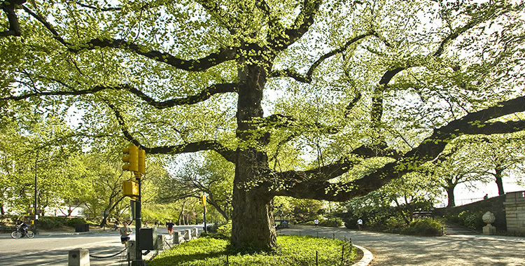 English Elm - Central Park Conservancy
