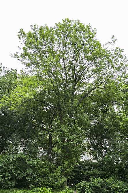 European Ash - Central Park Conservancy
